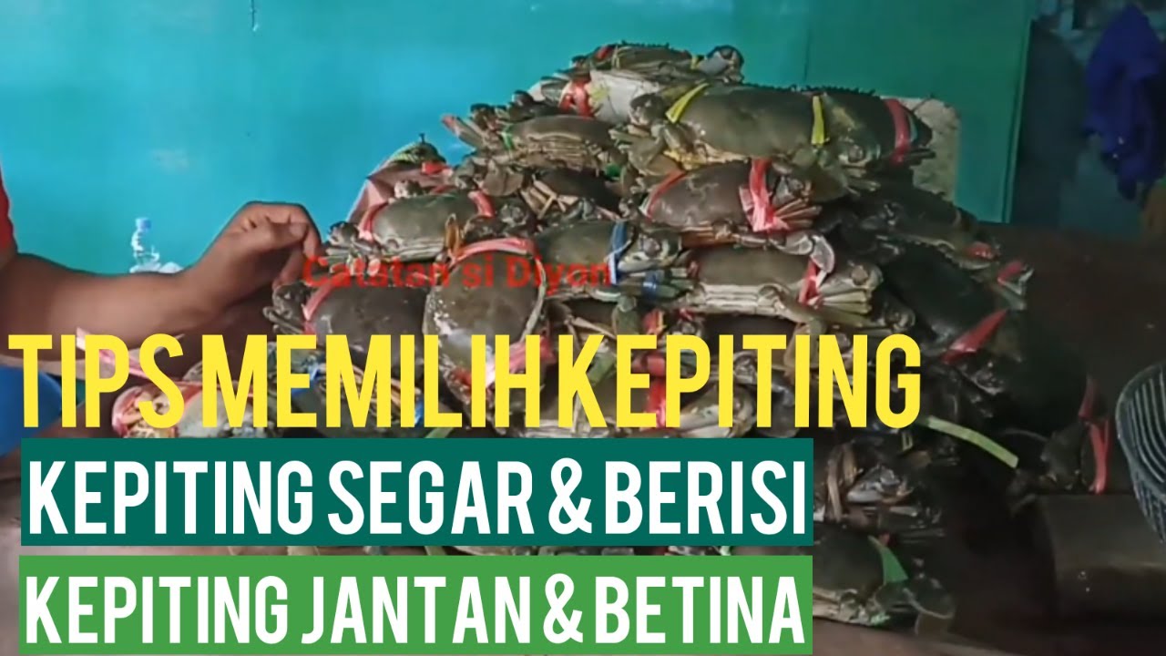 TIPS MEMBELI KEPITING YANG SEGAR, GEMUK DAN BERISI | TUTORIAL KEPITING - YouTube