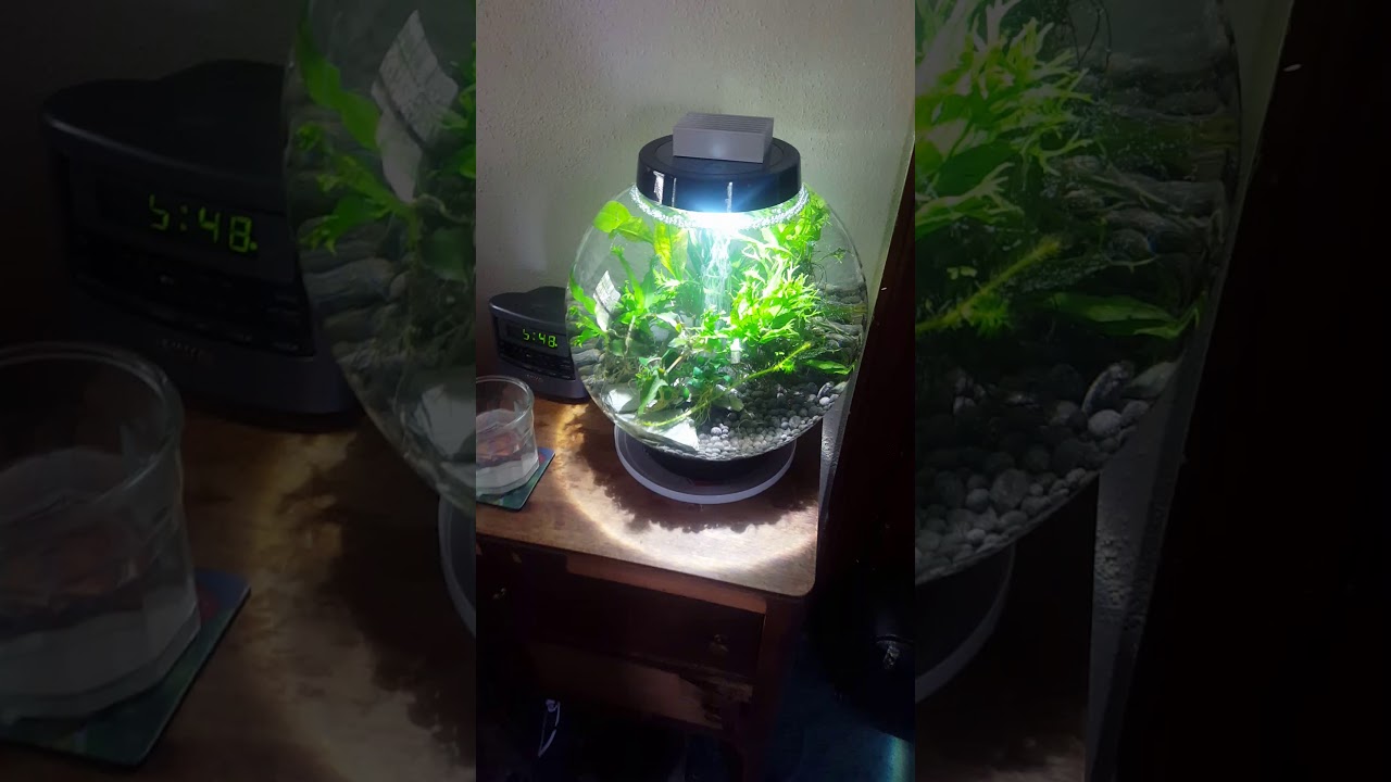 BiOrb Classic 15L with filter upgrade and live plants - YouTube