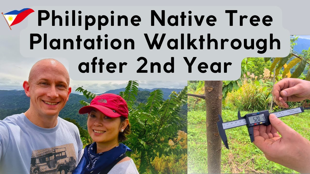 🇵🇭 ≈ 2 year-old Narra, Toog, Molave, Dao, Kalantas ... Philippine ...