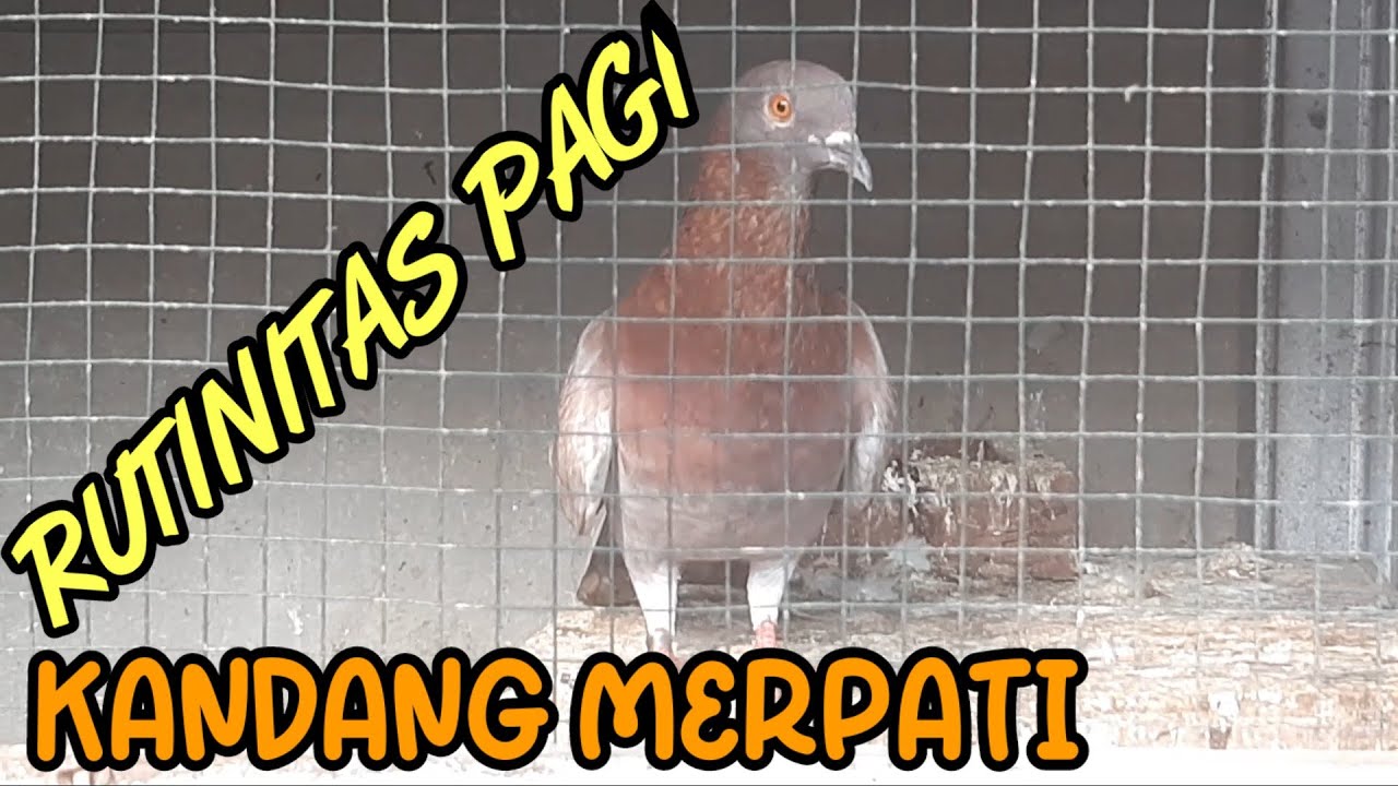 RUTINITAS DI KANDANG MERPATI KOLONG//TEAM KENWOOD//TEAM BARON//TEAM ...