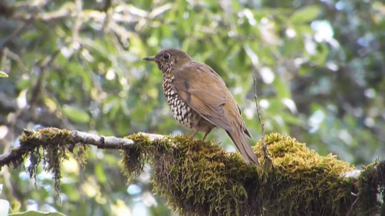 Long-tailed Thrush - YouTube