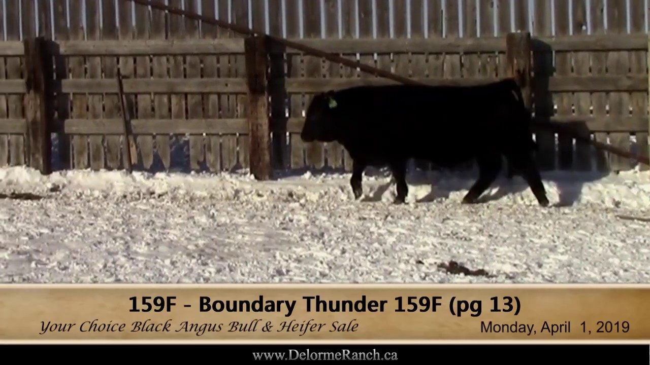 159F - Boundary Thunder 159F, Black Angus Bull sells Monday, April 1 ...