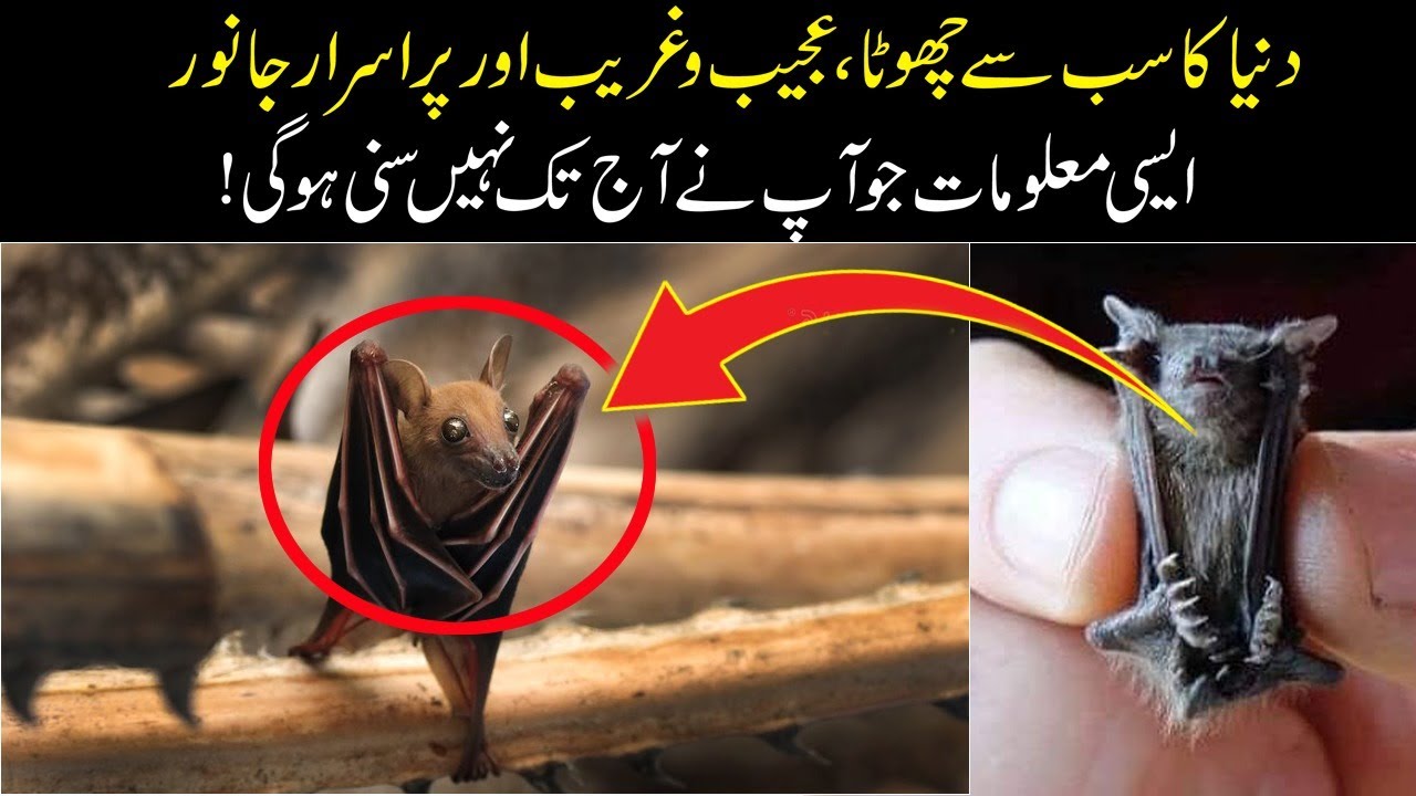 Do You Know The Bumblebee Bat Is The World s Smallest Mammal Let do-you-know-the-bumblebee-bat-is-the-world-s-smallest-mammal-let