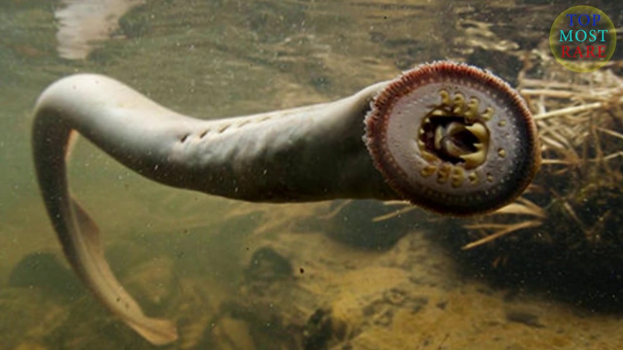 15 Most Bizarre Creatures You Won't Believe Actually Exist - YouTube