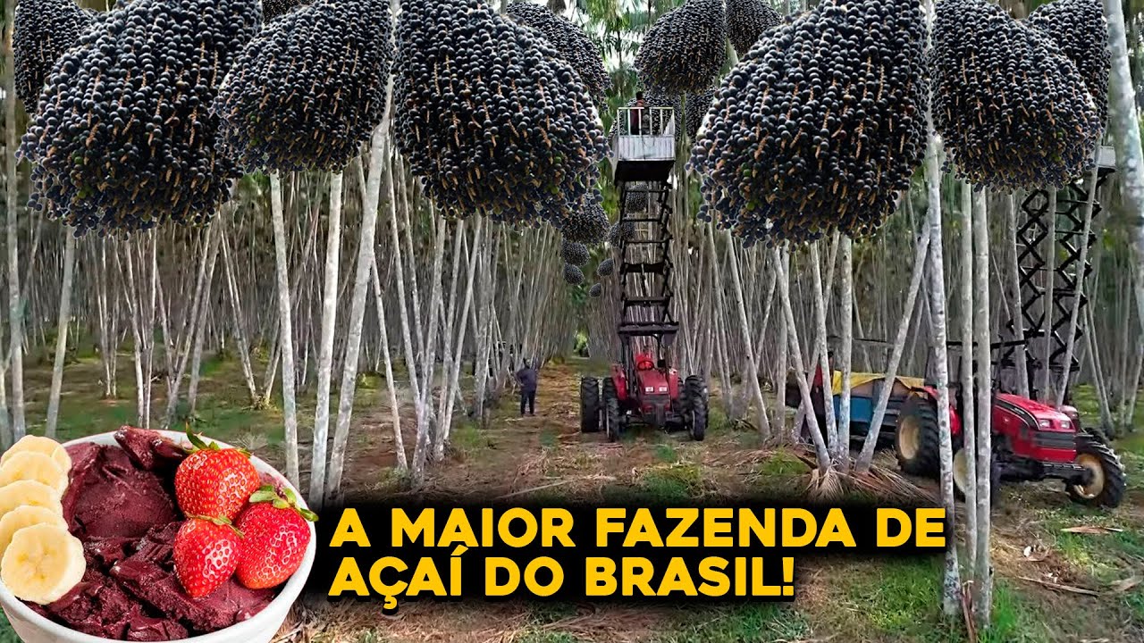 A INCRÍVEL MAIOR FAZENDA DE AÇAÍ DO MUNDO QUE FICA NO BRASIL - YouTube
