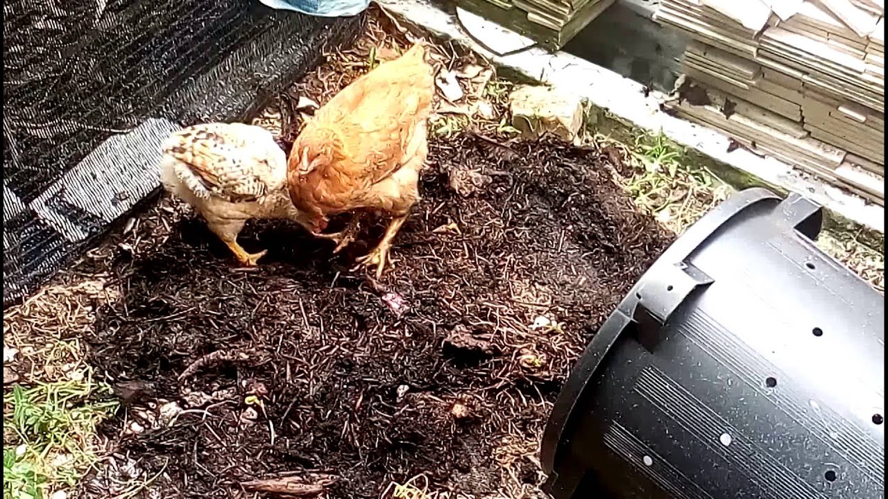 Chicken eat bsf larva - YouTube