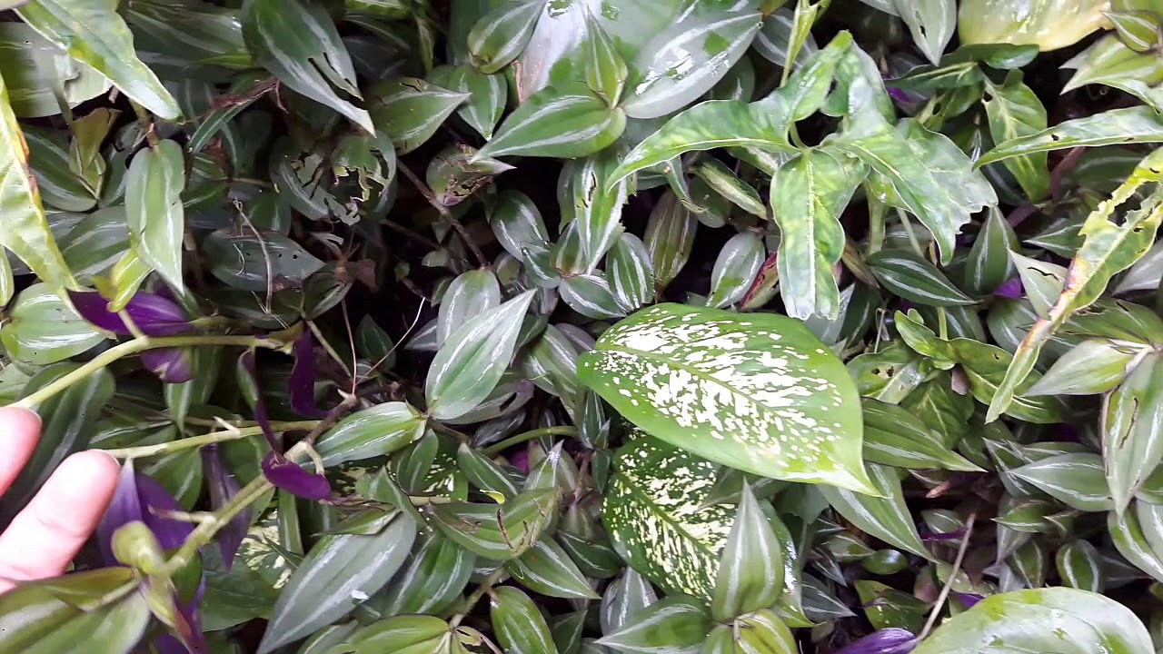 PLANTA PANAMEÑA HIERBA DE POLLO ZEBRINA PÉNDULA DIURÉTICO Y ANTI ...