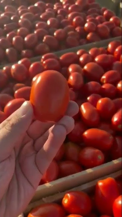 🍅🍅🍅🍅🍅🍅🍅🍅🍅Помидор сливка Хайнц. Находимся в Волгоградской области ...