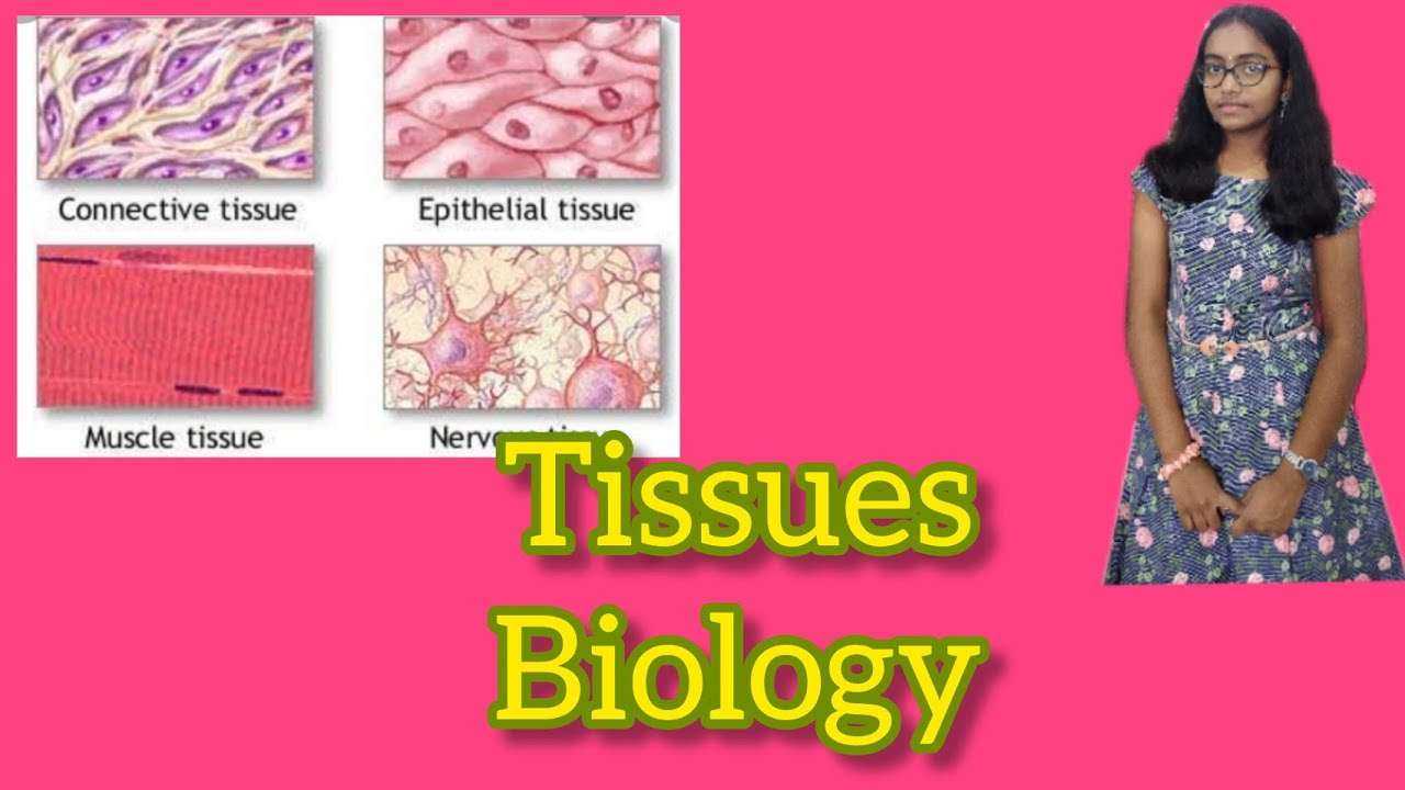 Tissues | 9th std NCERT Syllabus | Biology | - YouTube