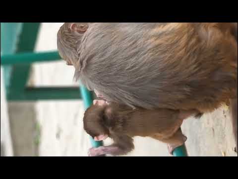 Heart warming baby Monkeys and cute childhood @dhanbist5935