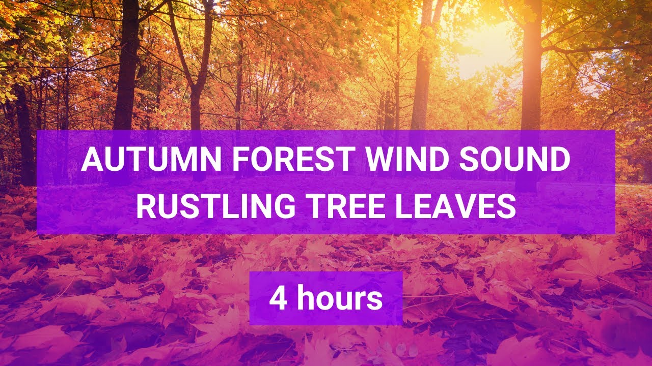 💨 Autumn Forest Wind Sound 🍂 Rustling Tree Leaves White Noise for Sleep ...