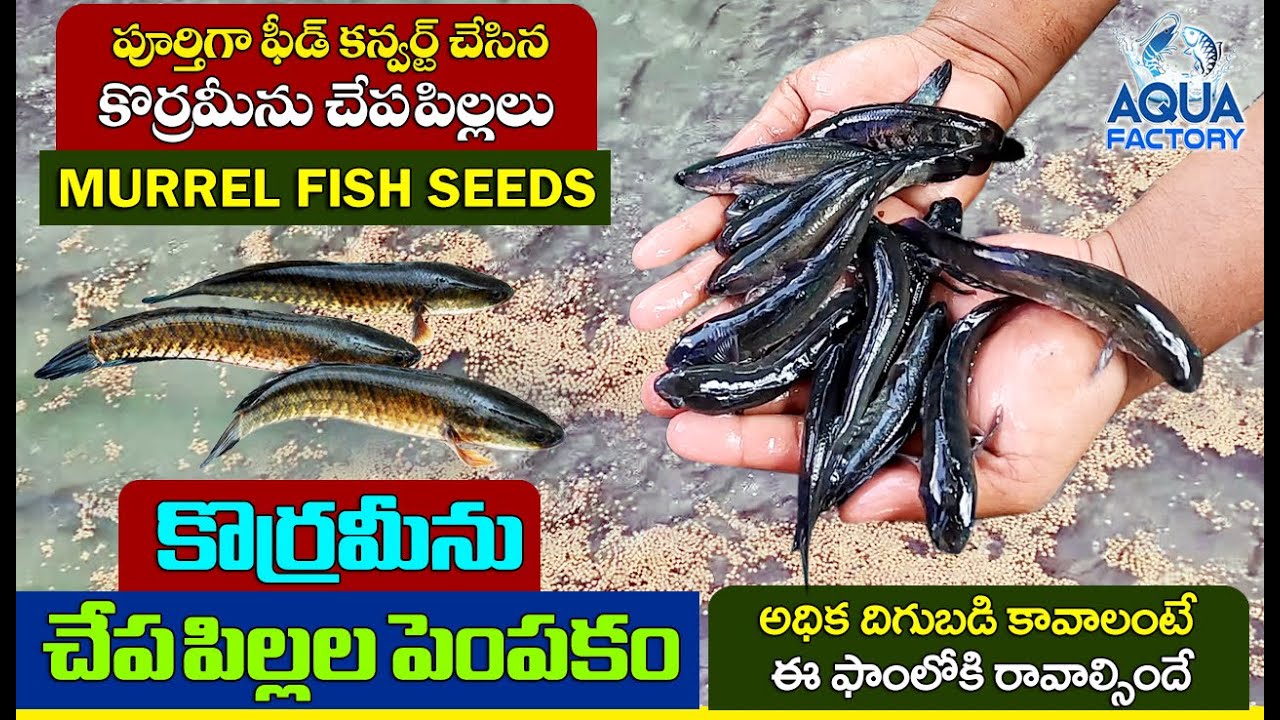 Koramenu Fish Farming | కొర్రమీను చేపలు | Murrel Fish Farming ...