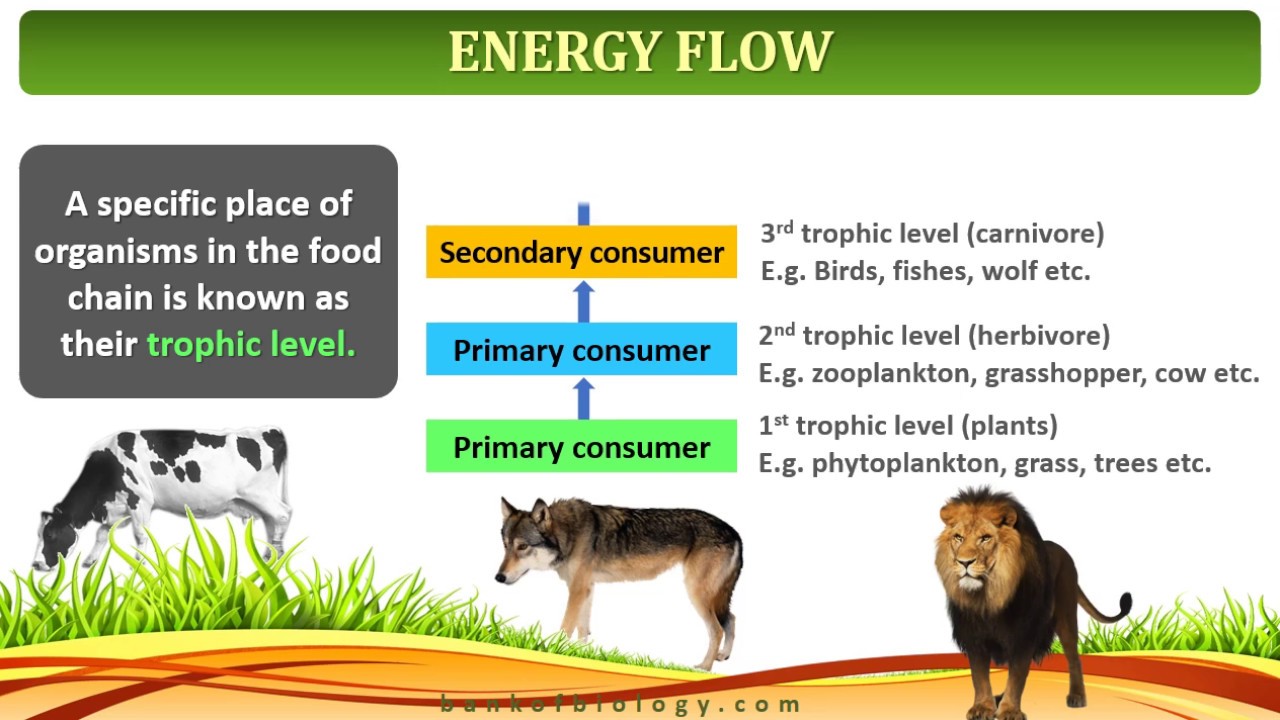 Ecosystem - Part 2 Energy flow - YouTube
