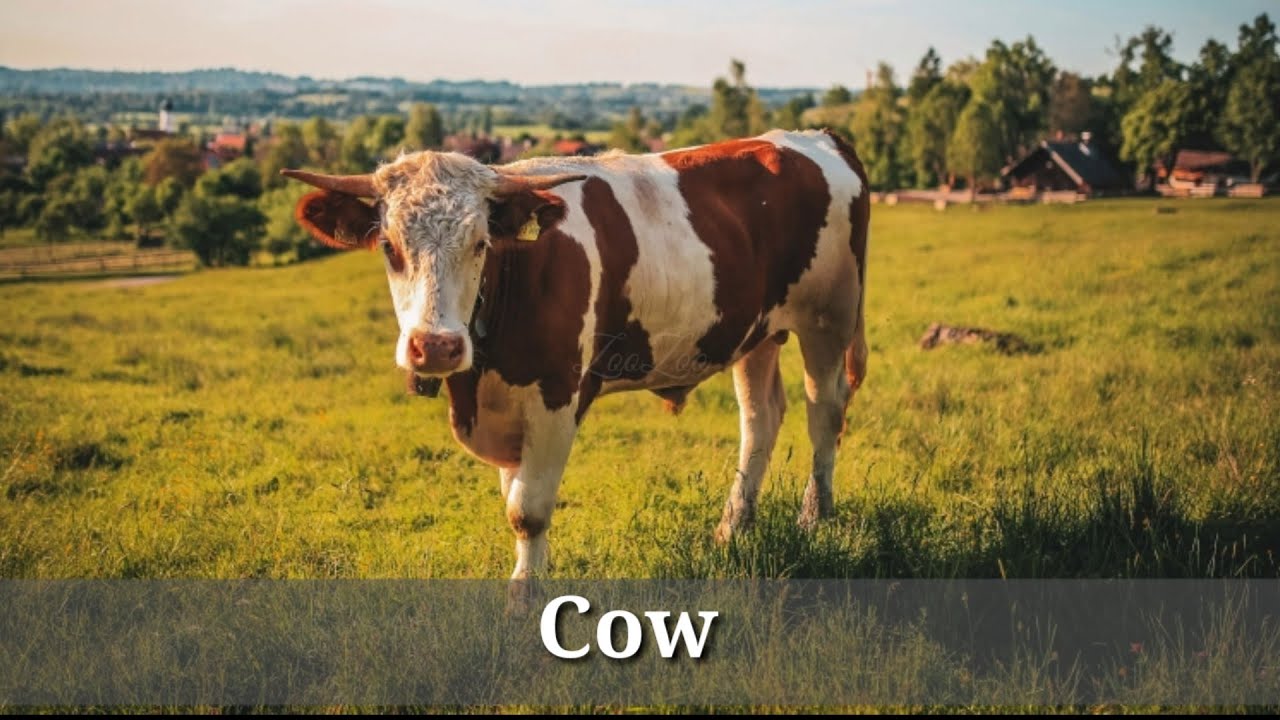 The Farm animals in English for Children || Farm Animals Names and ...