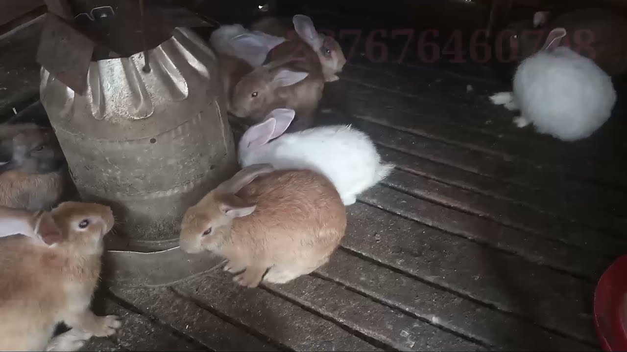 formation en cuniculture offerte - YouTube