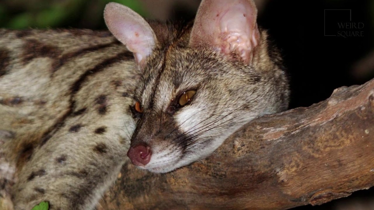 Interesting facts about common genet by weird square - YouTube