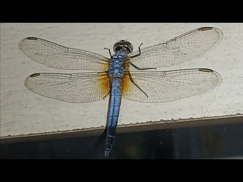 Beautiful Dragonfly|| Short Glimpse #insects - YouTube