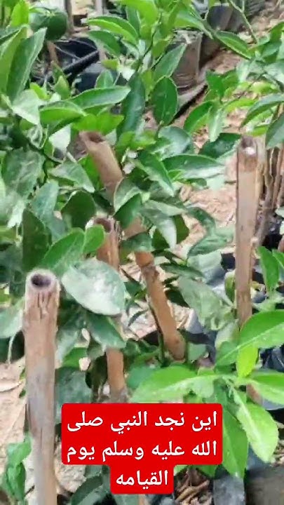 اين نجد النبي #صلى_الله_عليه_وسلم يوم القيامة - YouTube