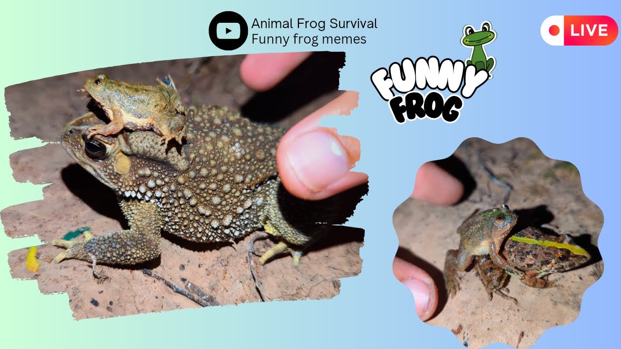 Catching funny frogs wants to laugh | Catch a frog for fun | Boing boing funny frogs #funny # ...