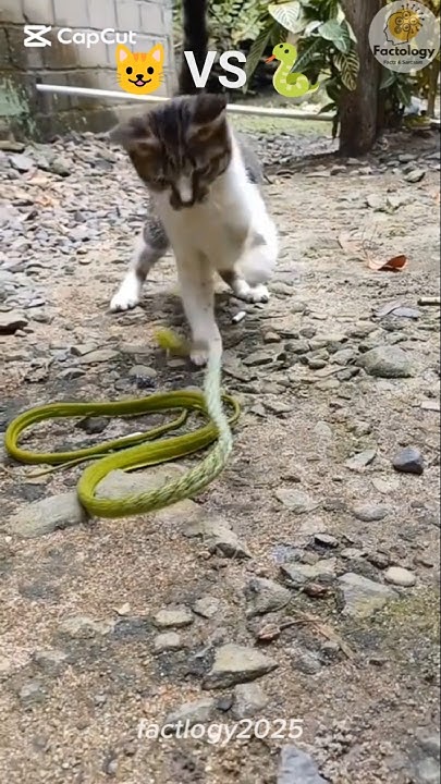 CAT VS SNAKE #cat #animals #snake #facts #knowledge - YouTube