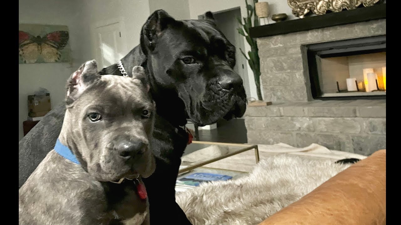 Trying to Stay Warm with my CANE CORSO Pack During ARCTIC FREEZE in ...