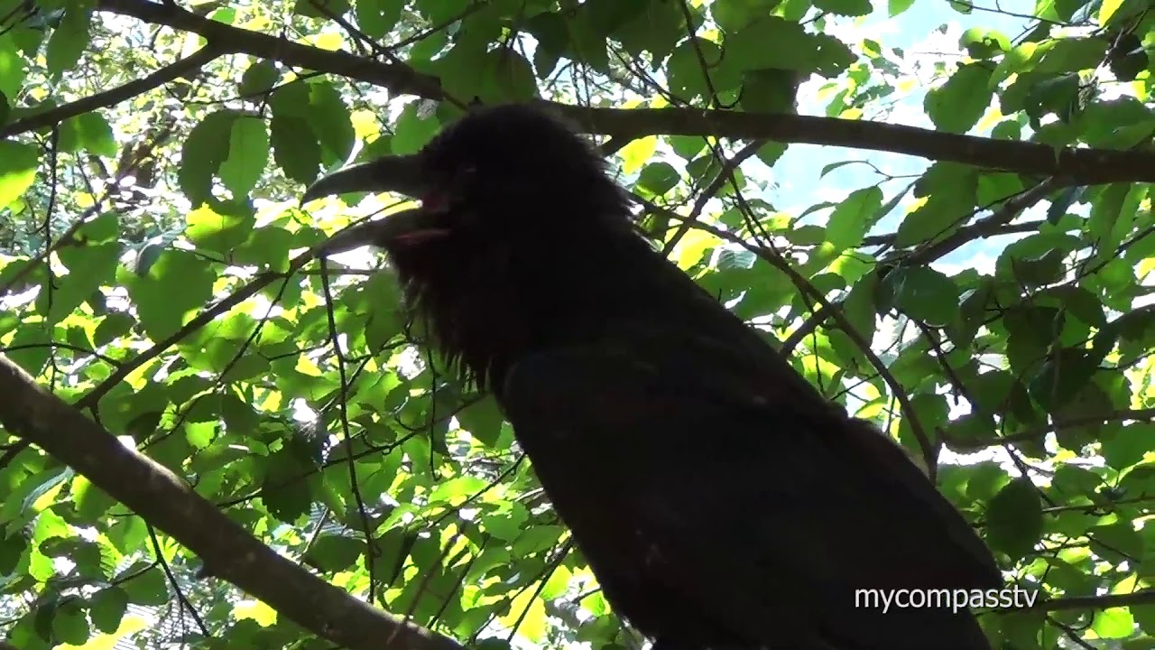 Raven Squawks - free sound effect - YouTube