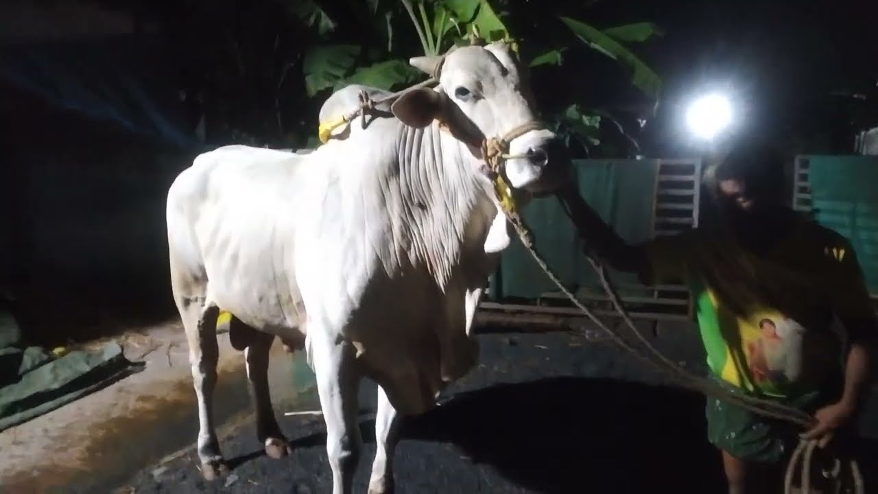 RK Bulls Penamuluru Senior Bull True Warrior😍😍😍😍 - YouTube