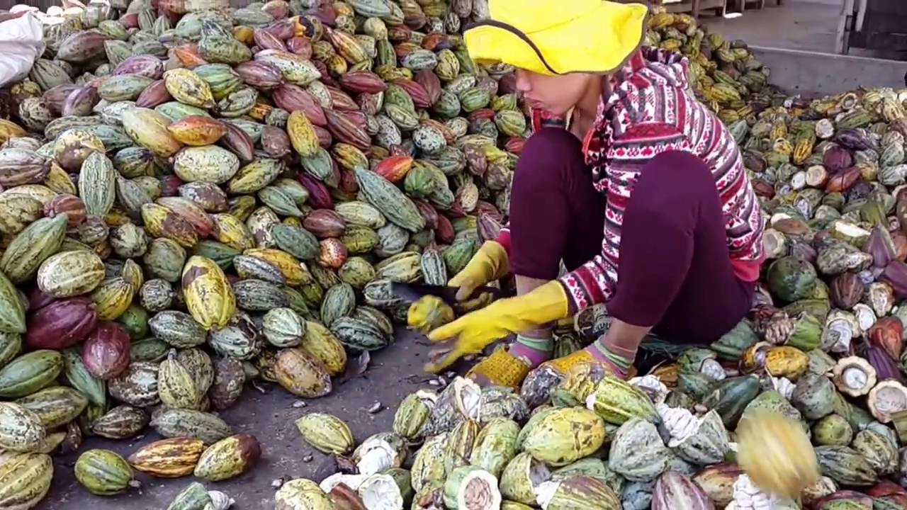Breaking cacao pods || Tách vỏ quả ca cao - YouTube