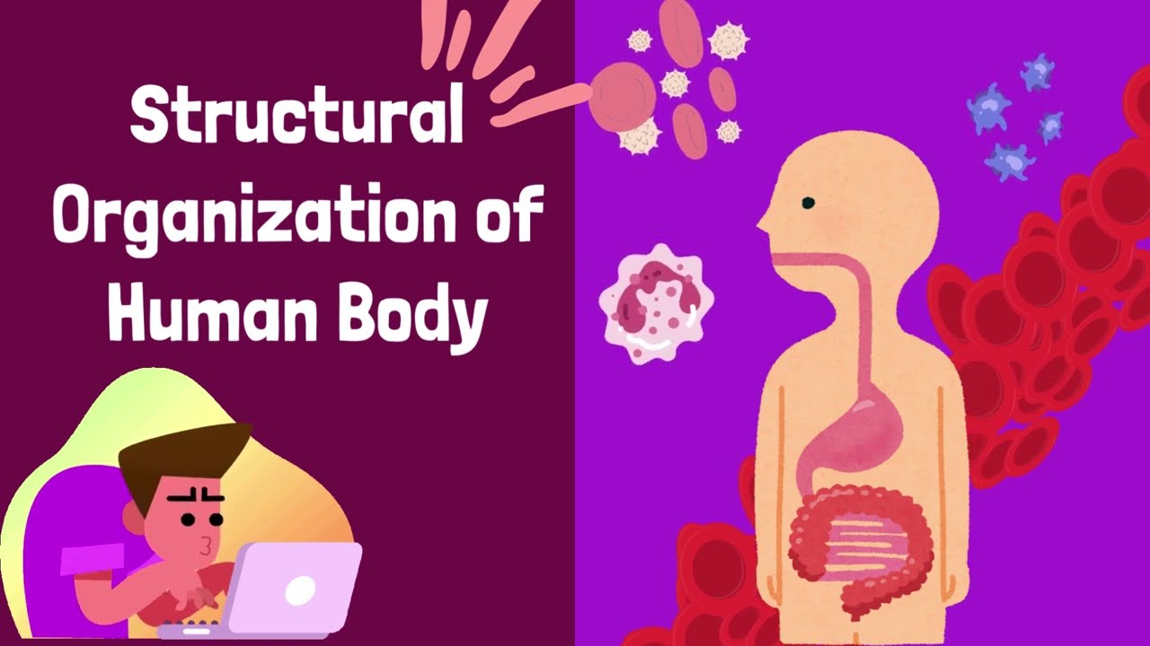 What Are The Levels Of Organization In The Body - Organization Of The ...