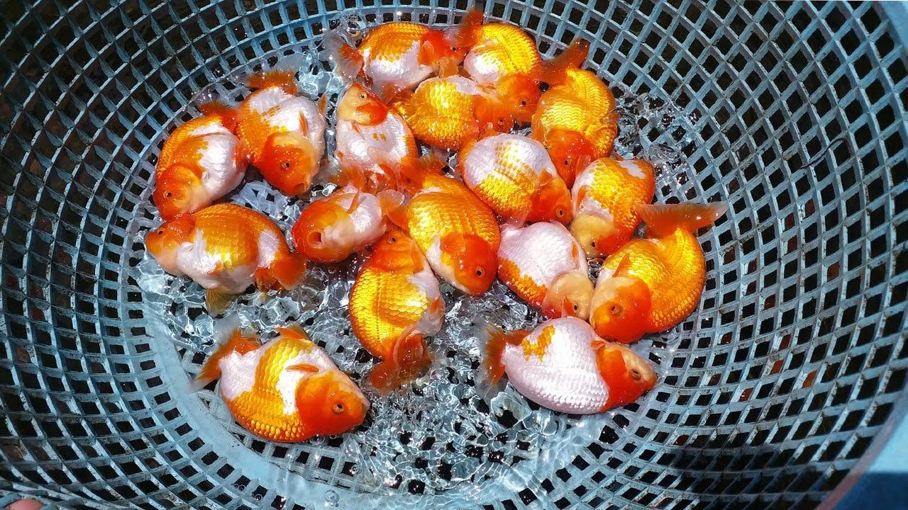 Best quality goldfish farm | Cute and beautiful goldfish - YouTube