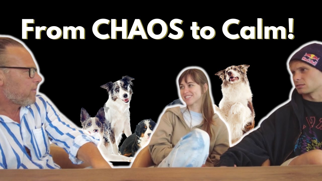 CHAOTIC pack of dogs transforms with TRAINING - YouTube