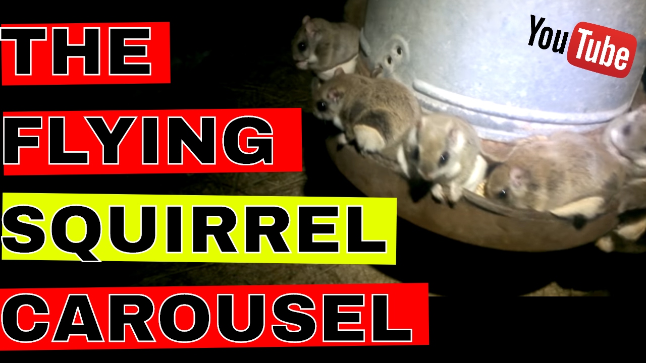The Flying Squirrel Carousel - YouTube
