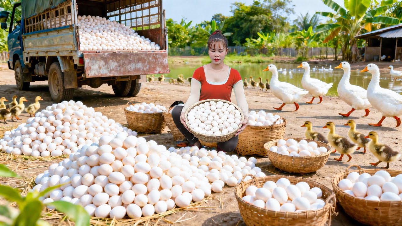 Harvesting Ducks Eggs, Lettuce Go To Market Sell Fried Duck Eggs For ...