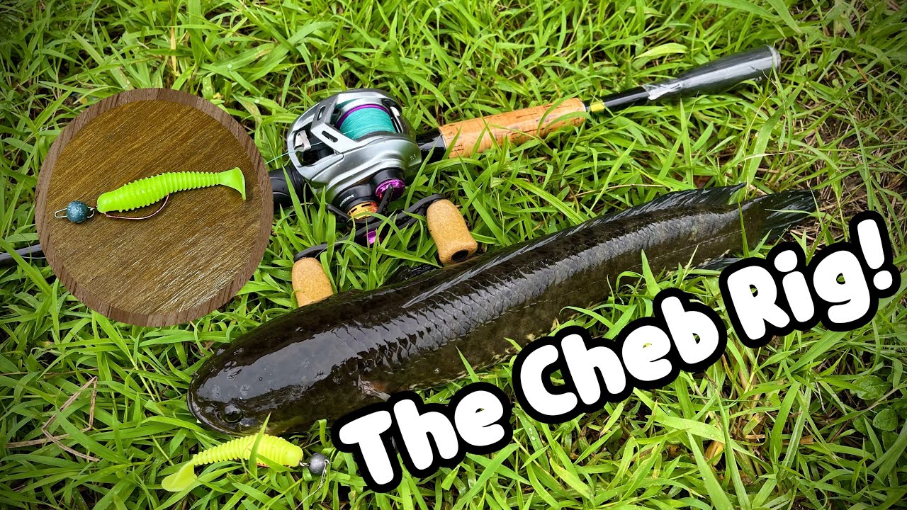 The Cheb Rig‼️ อีกทางเลือกของนักตกปลา🤟 - YouTube