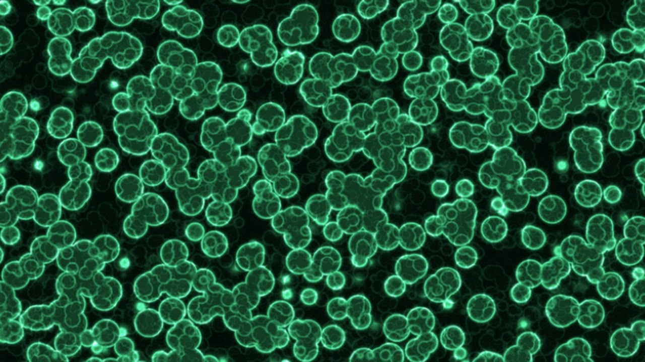 The First Life on EARTH - YouTube