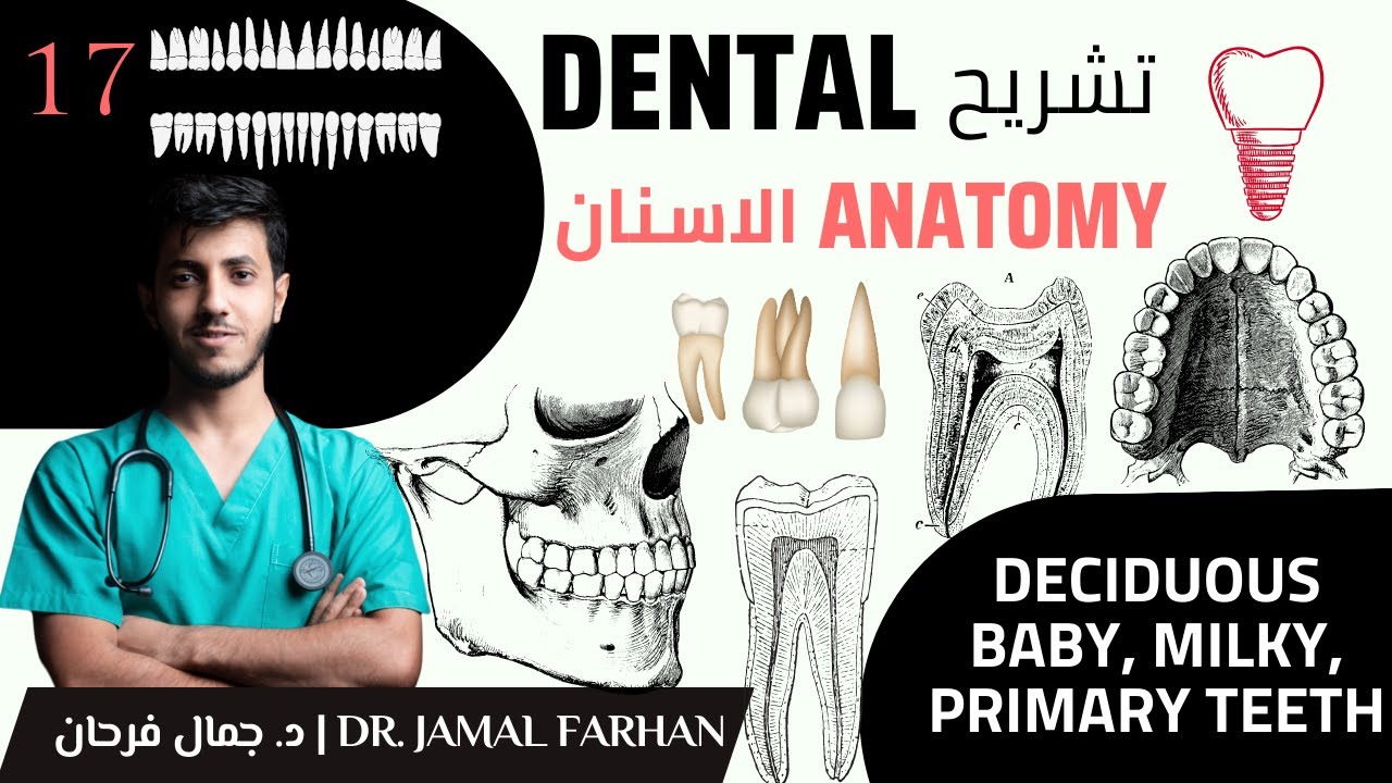 Dental Anatomy Course | lecture 1 | part 17 | Deciduous Baby, Milky ...