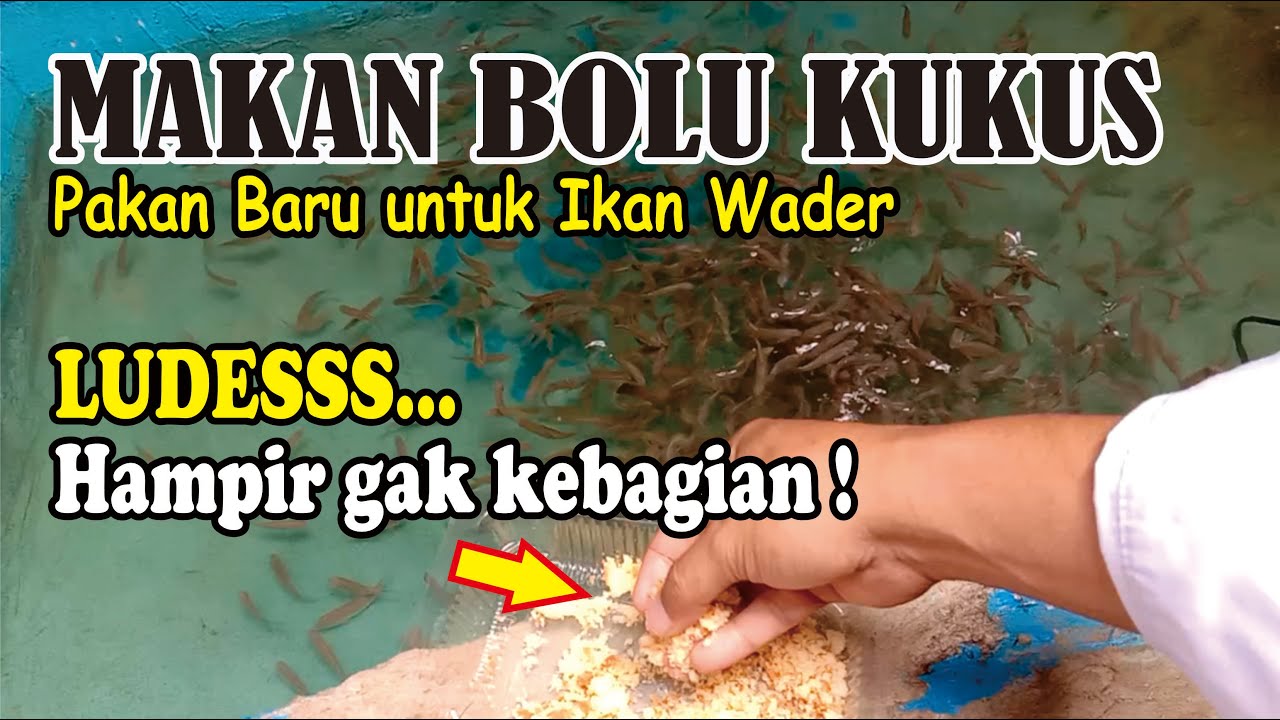 Pakan baru ikan wader - Budidaya ikan wader - YouTube