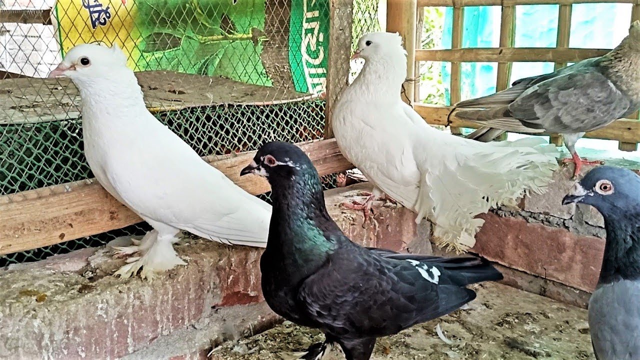 Pigeon Chirping Sounds | Natural Pigeon Sounds | Pigeon Calling Sounds ...