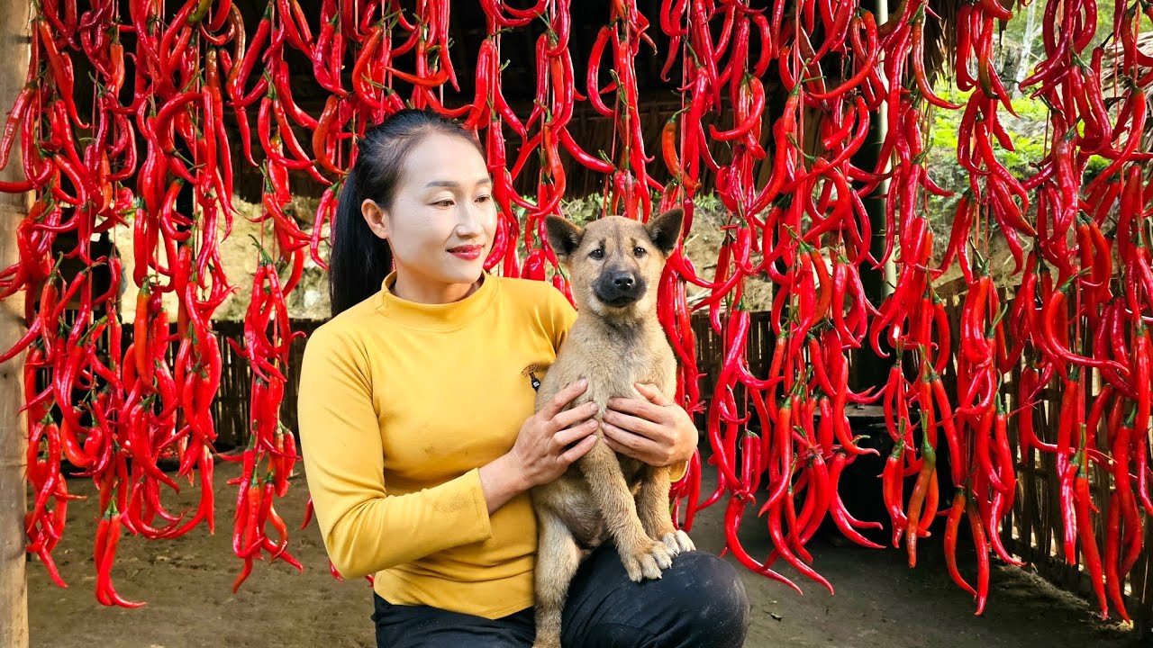 Harvesting chili garden - How to preserve chili for a long time ...