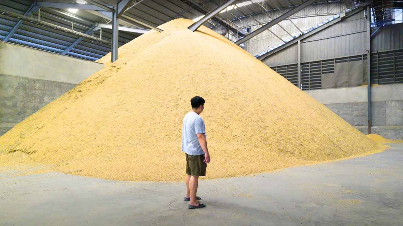 How Rice is Made in Thailand 🇹🇭 - YouTube