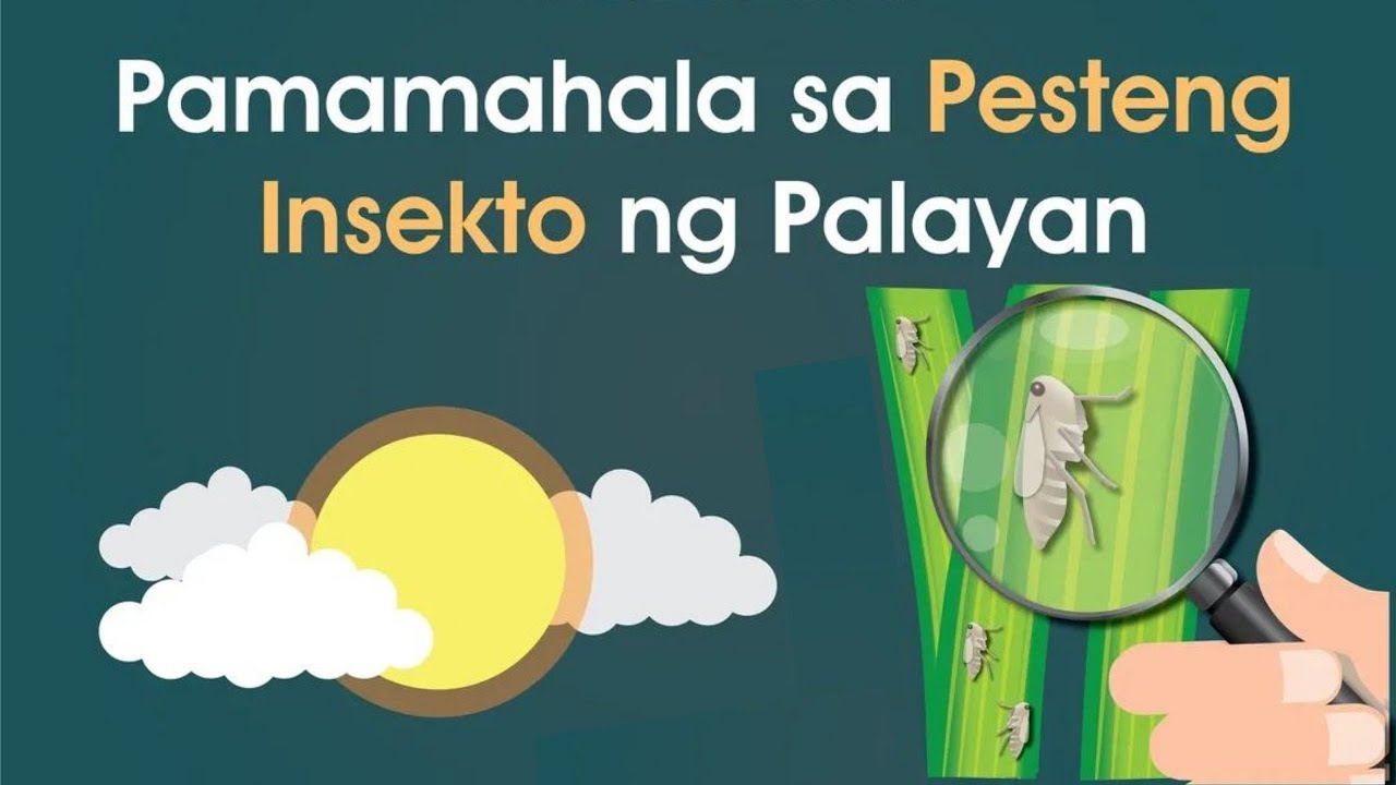 Mahahalagang Pesteng Insekto ng Palayan sa Tag-ulan | Rice Farming in ...