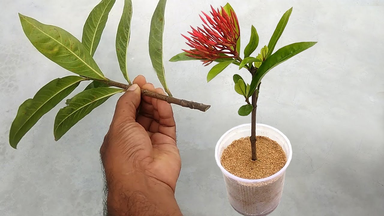 Grow Ixora from cuttings | Grow easily in sand | Rangan flower plant ...