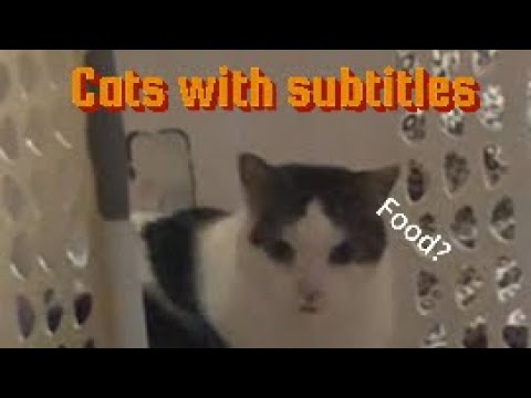 Cats with Subtitles - YouTube