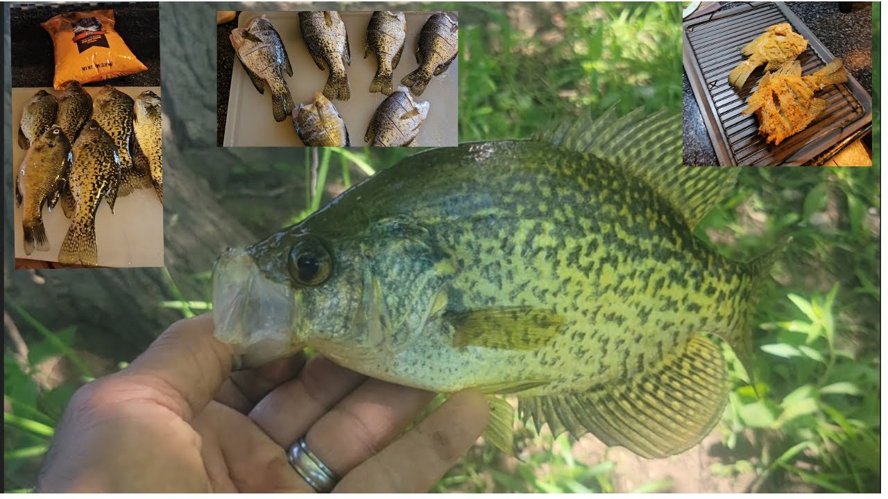 How to catch and cook whole crappie - YouTube