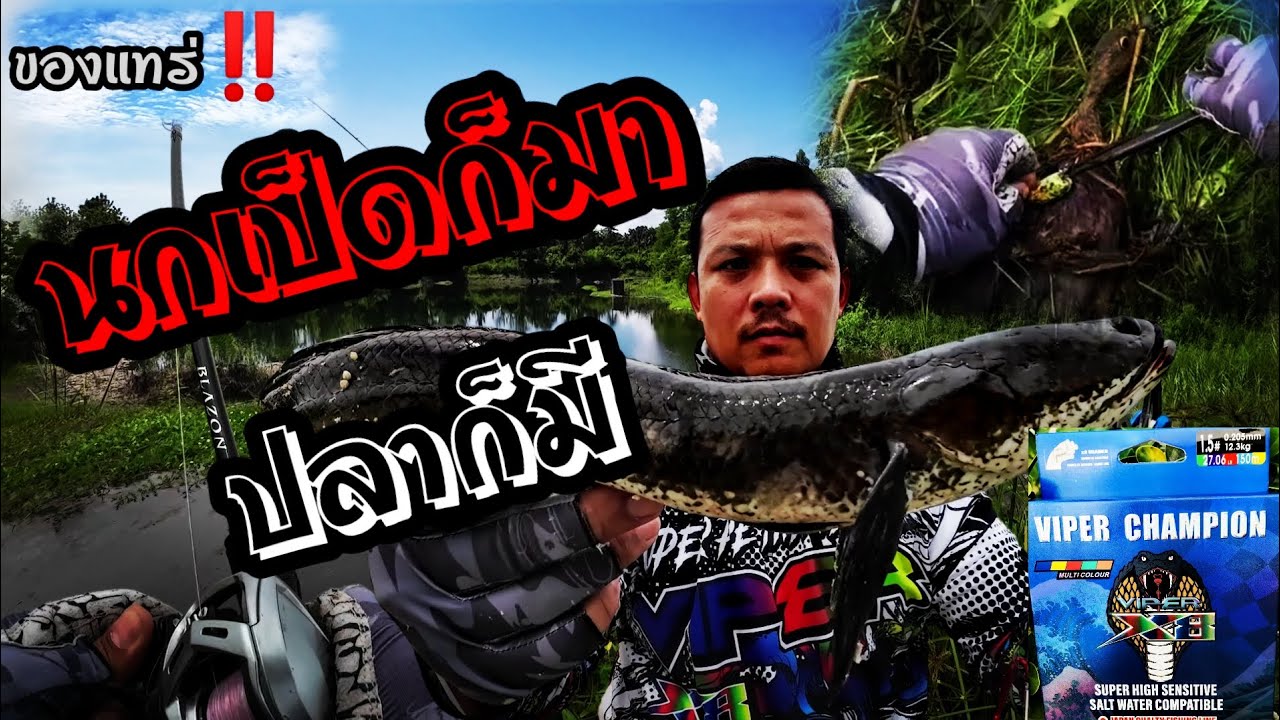 EP:52 ของแทร่‼️ปลาก็มี นกเป็ดน้ำก็มา สาย PE VIPER CHAMPION 1.5 - YouTube