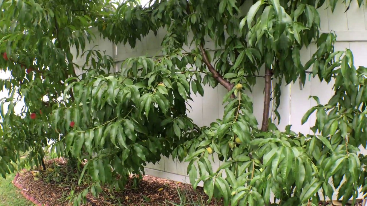 Peach Canker? OR Something Else! - YouTube