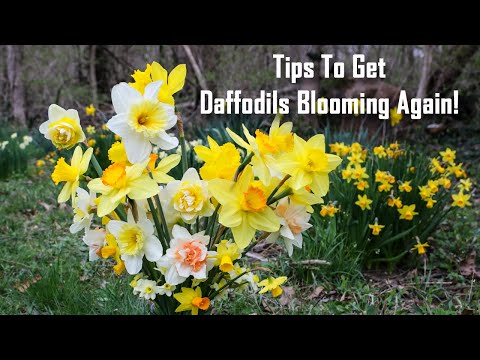 What To Do With Non Flowering Daffodils