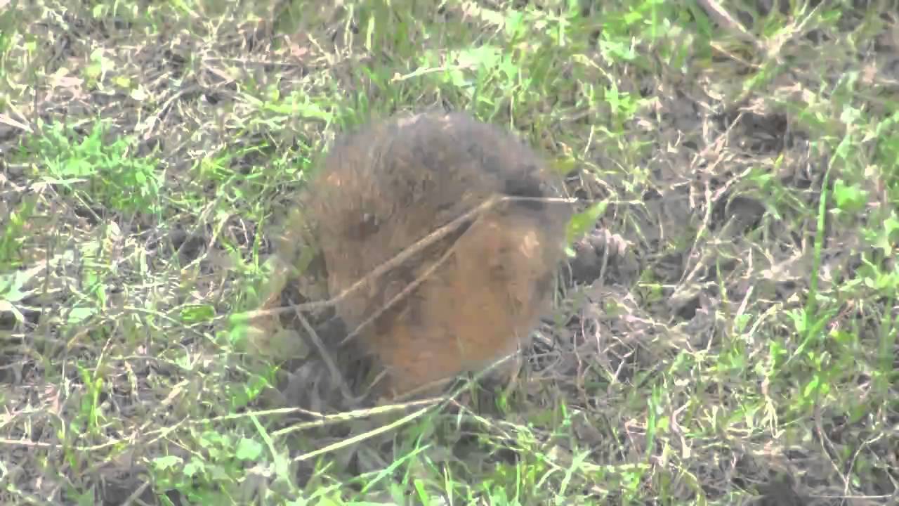 Rata nutria colorada (Holochillus brasiliensis) - YouTube