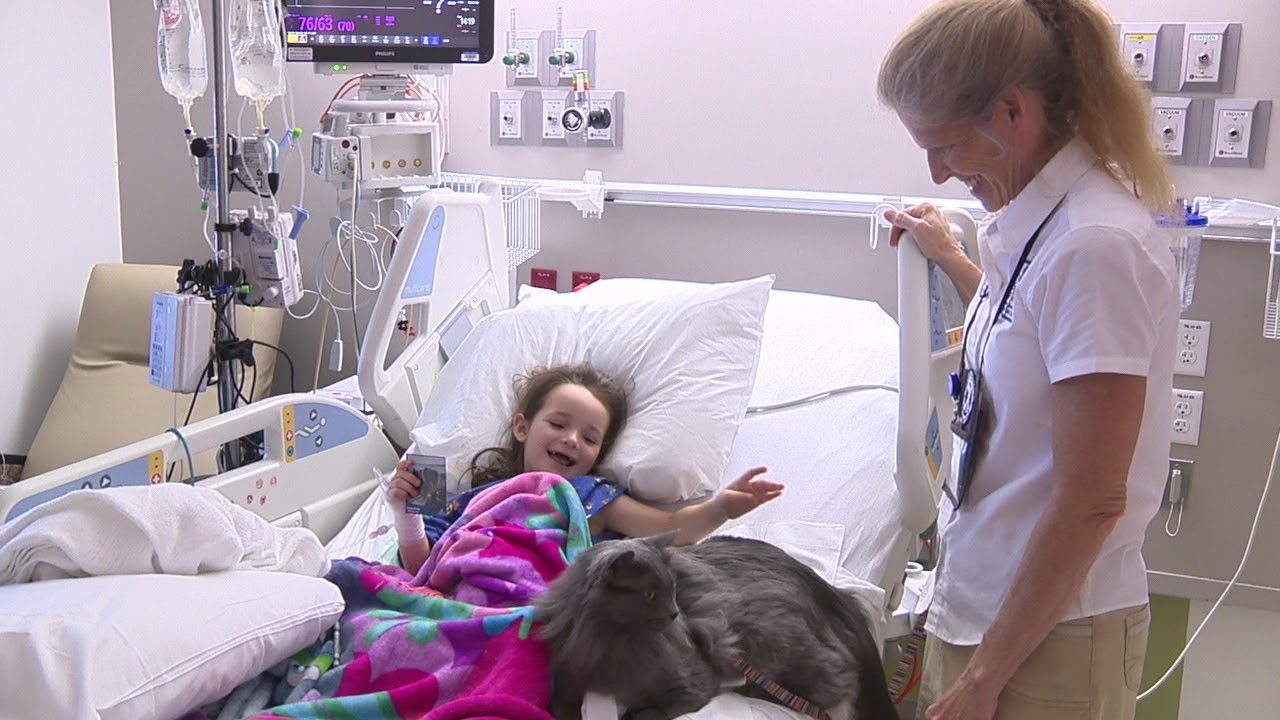 Therapy animals bringing joy to hospital patients - YouTube
