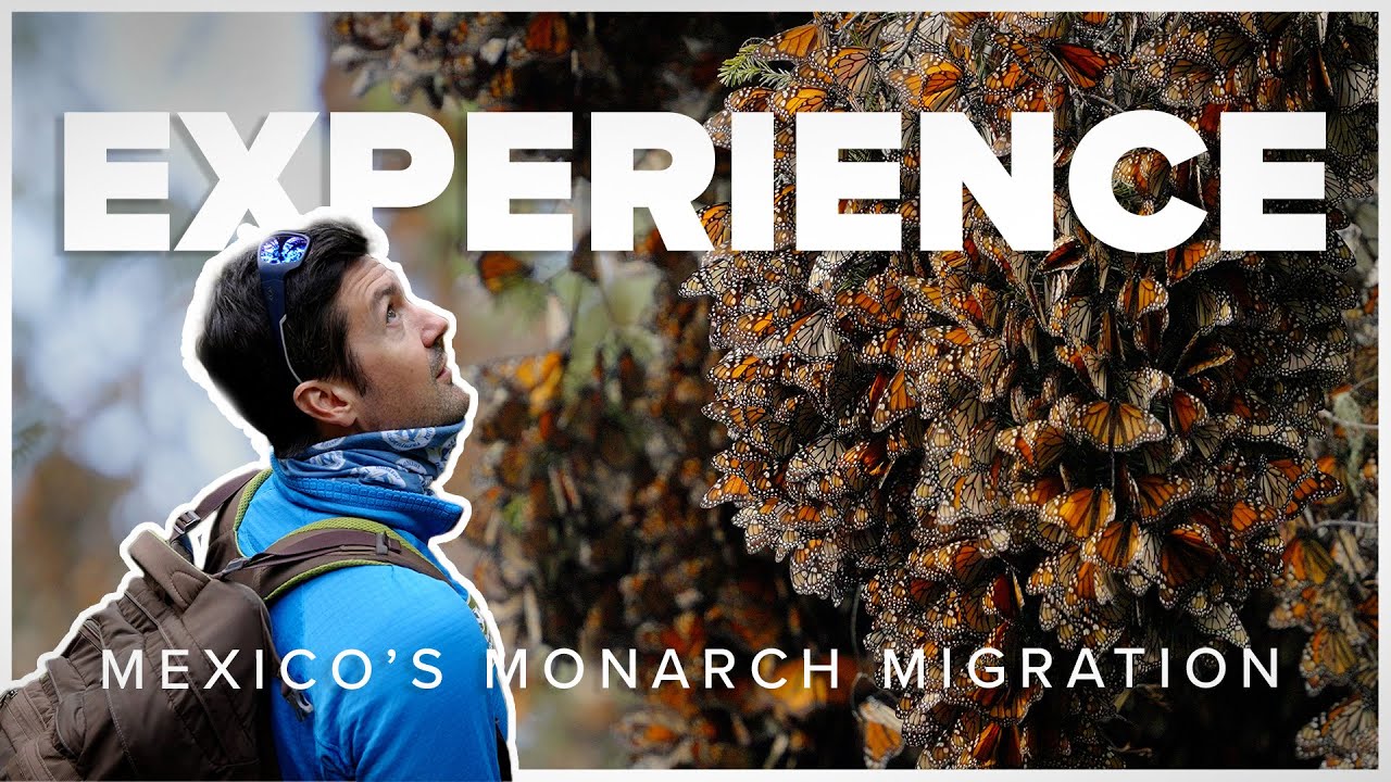 Experience Mexico's Monarch Butterfly Migration with Nat Hab - YouTube